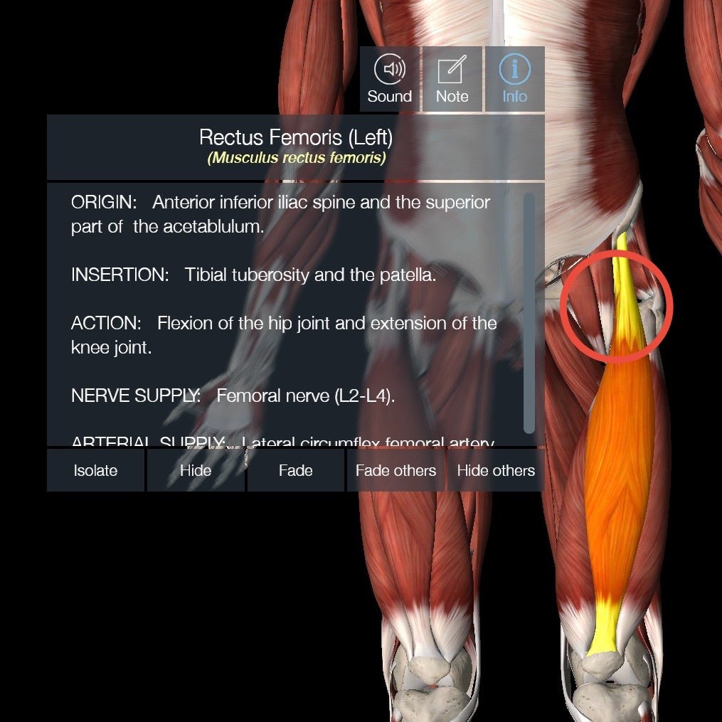 Understanding Liverpool’s Hamstring Injuries