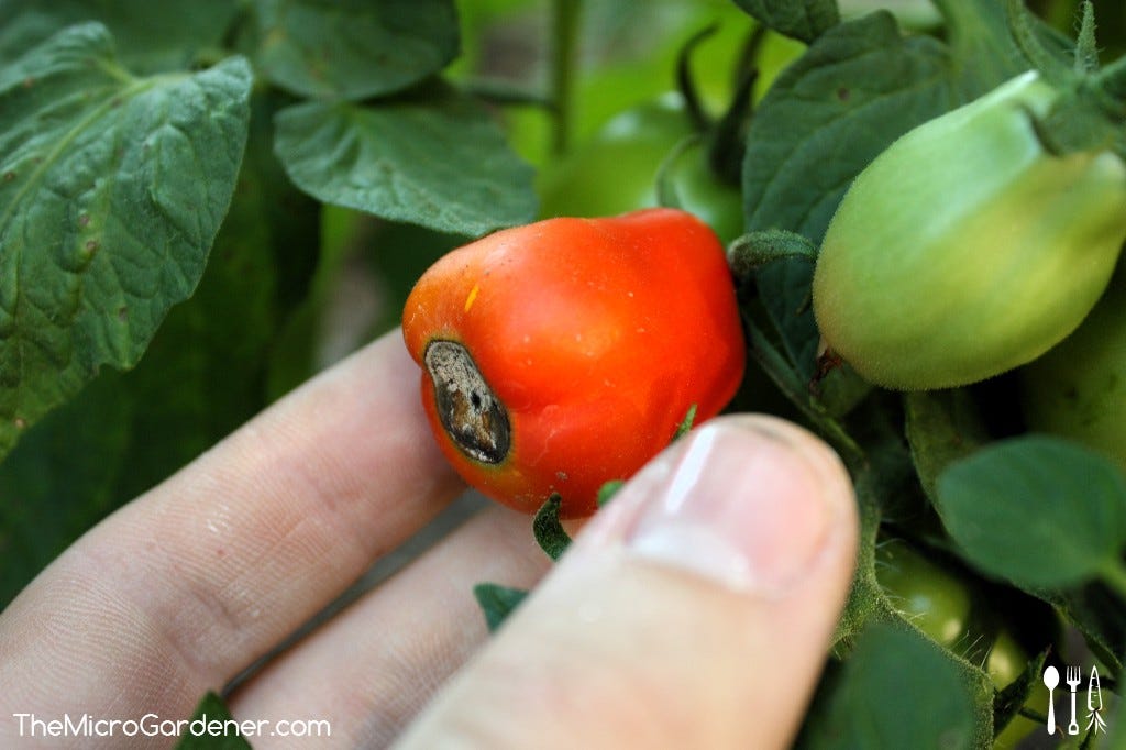 Easy Ways You Can Overcome Tomato Troubles