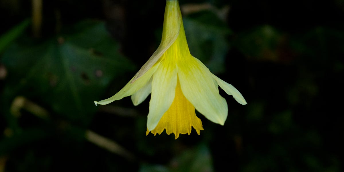 Cennin Pedr: the roots and reach of the wild daffodil
