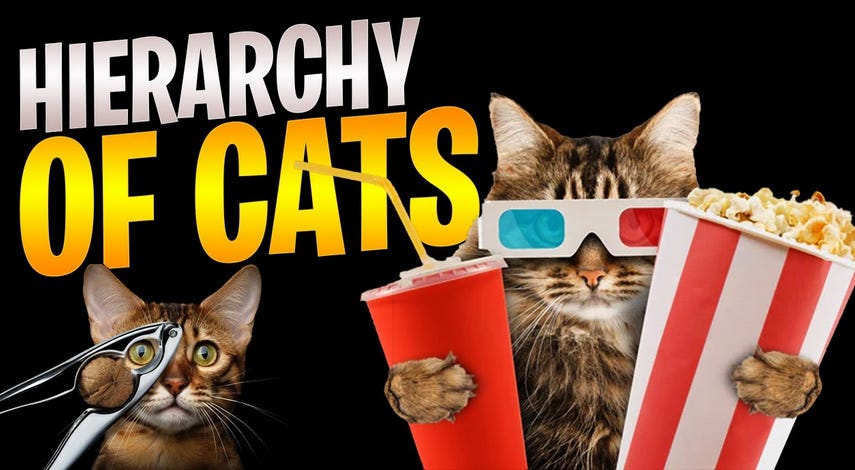 🐈 How Cats Determine Hierarchy in a Multi-Pet Household: A Furry Game ...