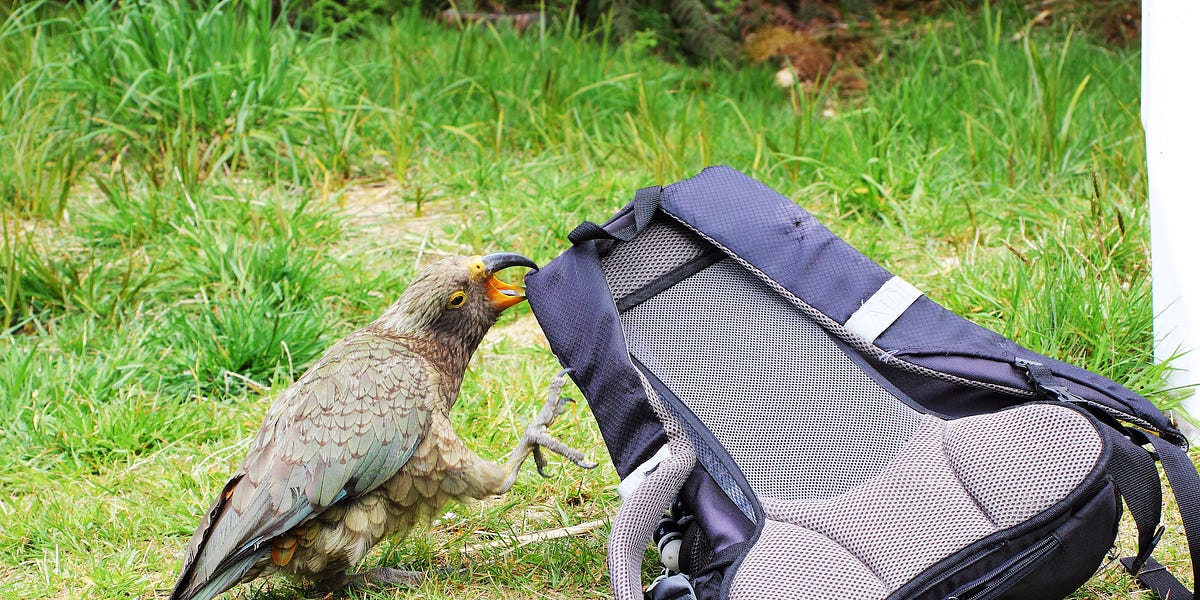 Tracking technology for birds - by Chris Hynes - cricket