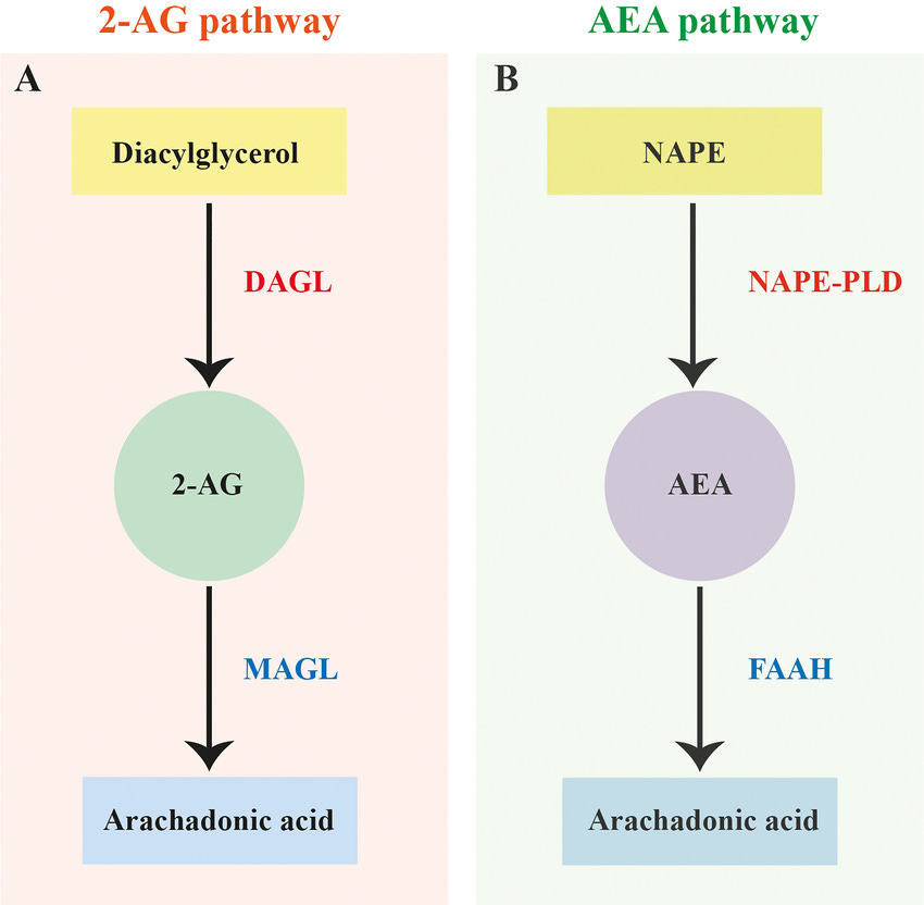 The Endocannabinoid System Explained III: Anandamide, 2-AG, and the ...