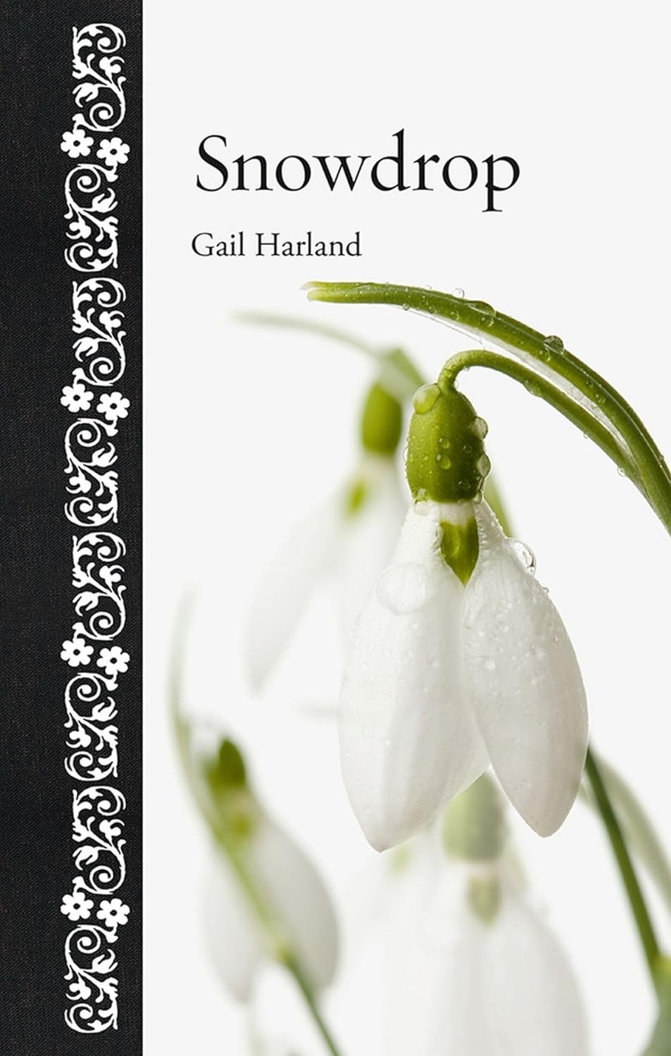 Shakespeare's Snowdrops: Galanthus Bred by Heyrick Greatorex