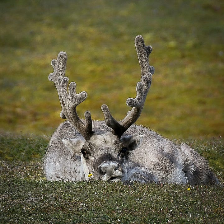 Reindeer Games: The Real Story of Santa's Helpers