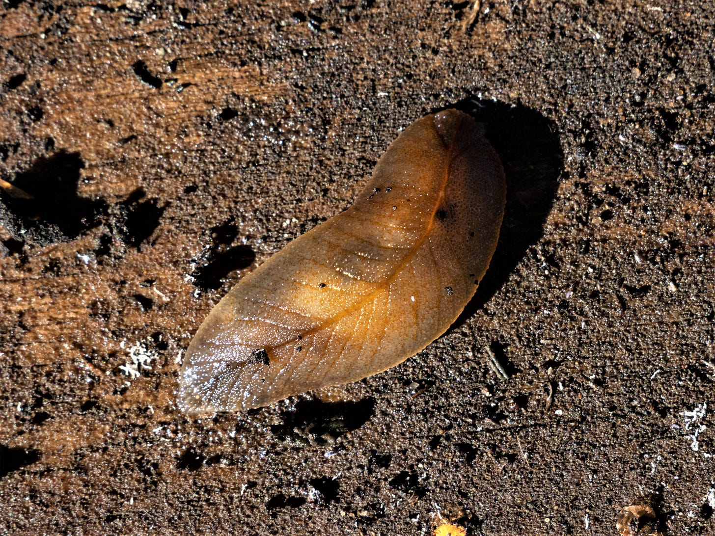 brown soil slug