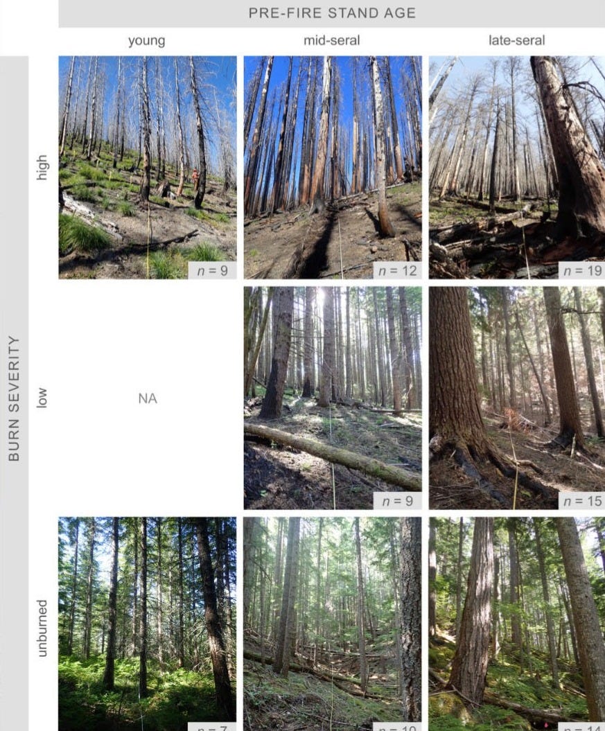 A modern fairy tale: Burying trees will 'protect' climate