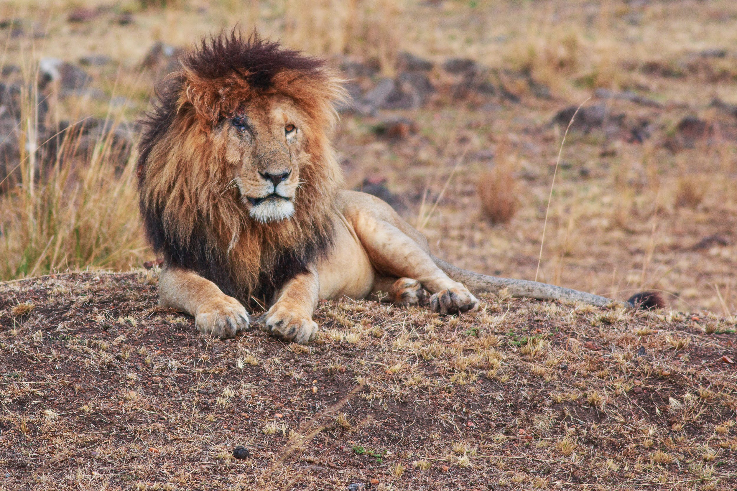 Scarface: The Lion Who Ruled the Mara - by Gabriel Unomah
