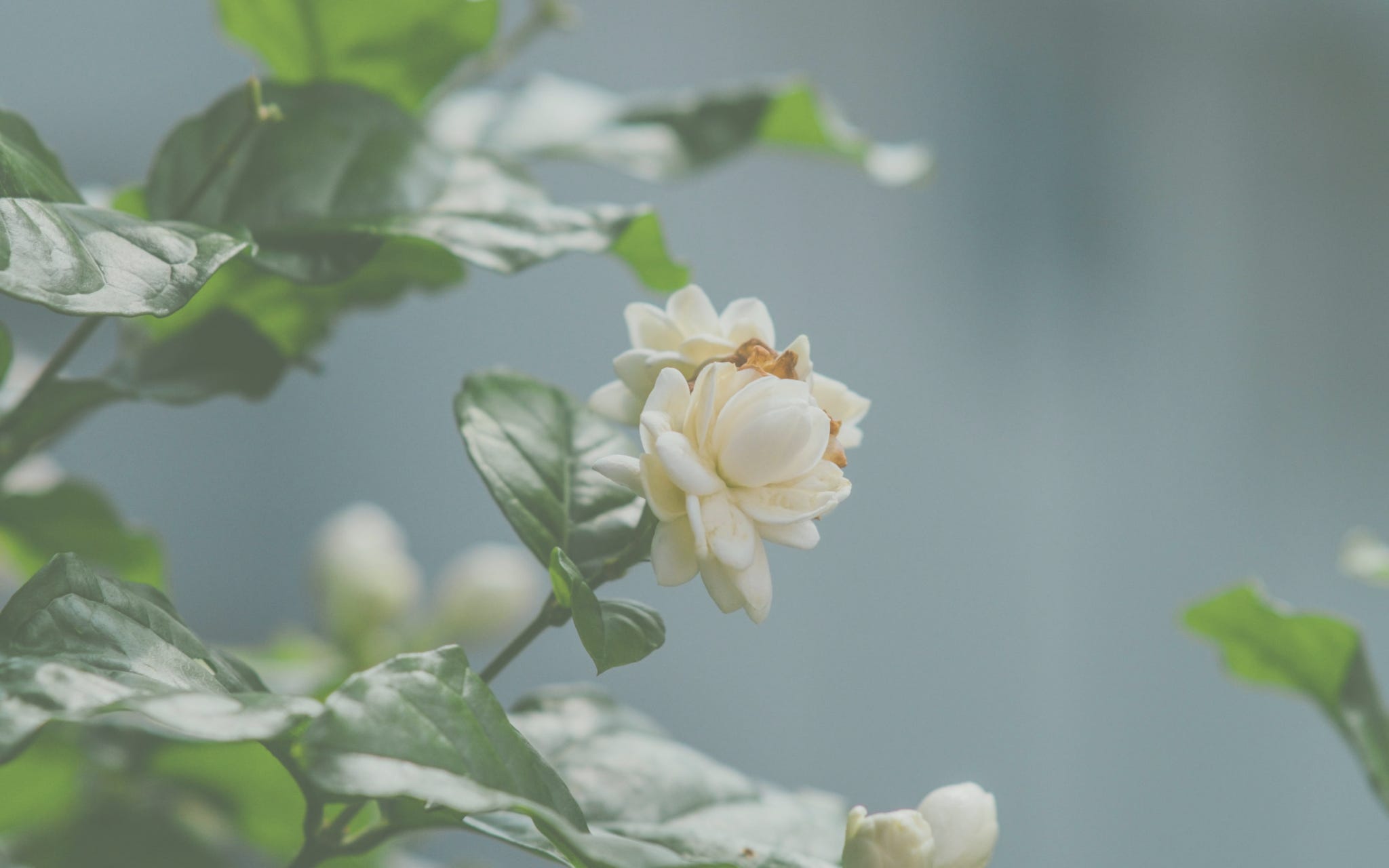 Reflection: The Quiet Unfurling - A Liminal Embrace