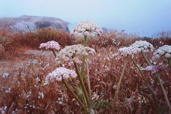 Human Stuff | Lisa Olivera | Substack