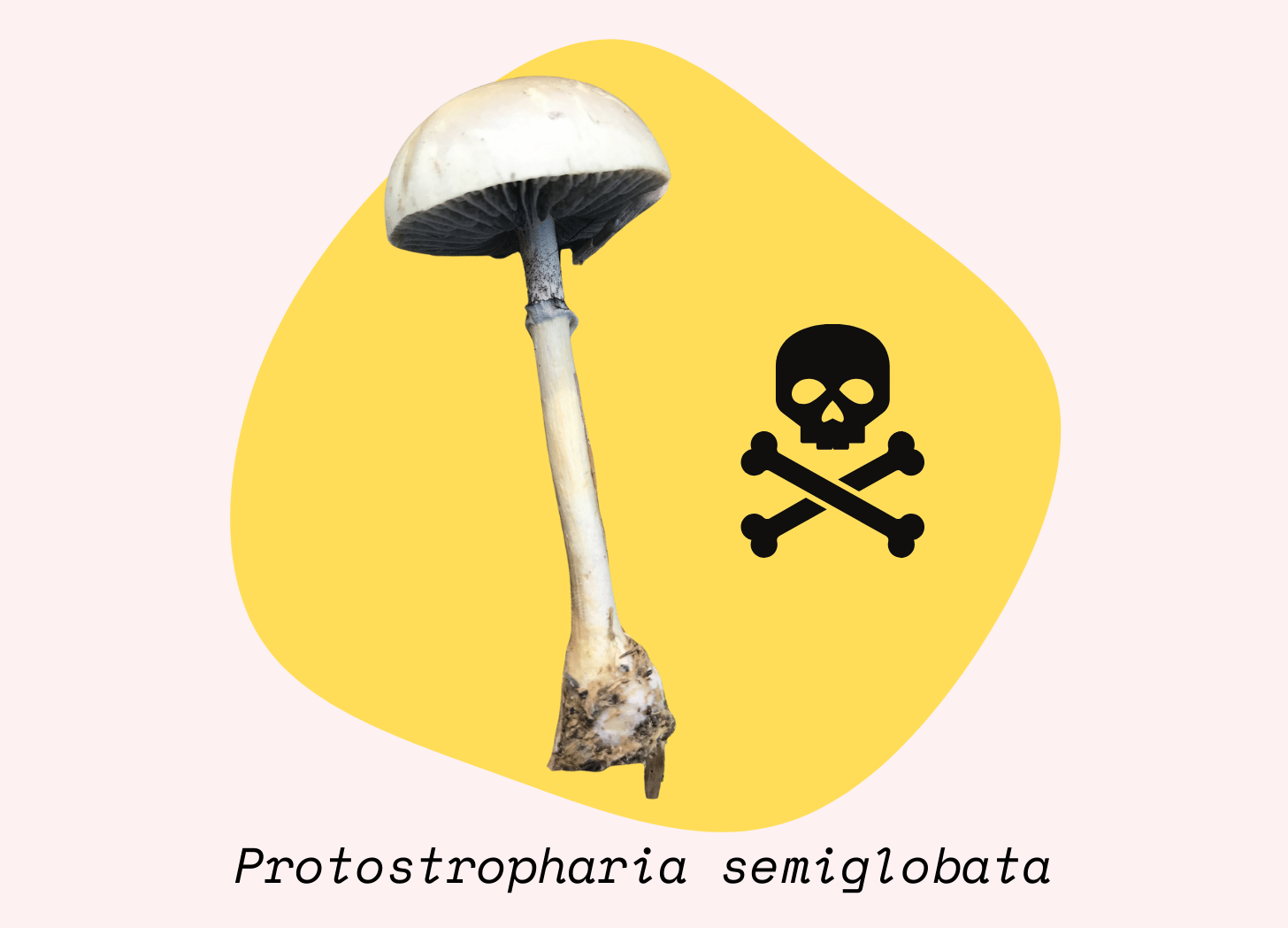 Deadly Doubles: The Poisonous Look-Alikes of Magic Mushrooms ☠️🍄