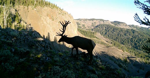 Dominick Bonny | Substack