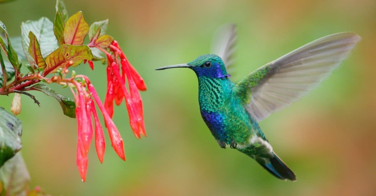 Hummingbird corpses are being used in sex voodoo…