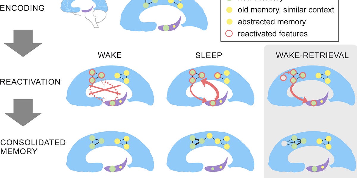 Overnight Insight: How Sleep Doubles Your Problem-Solving Power