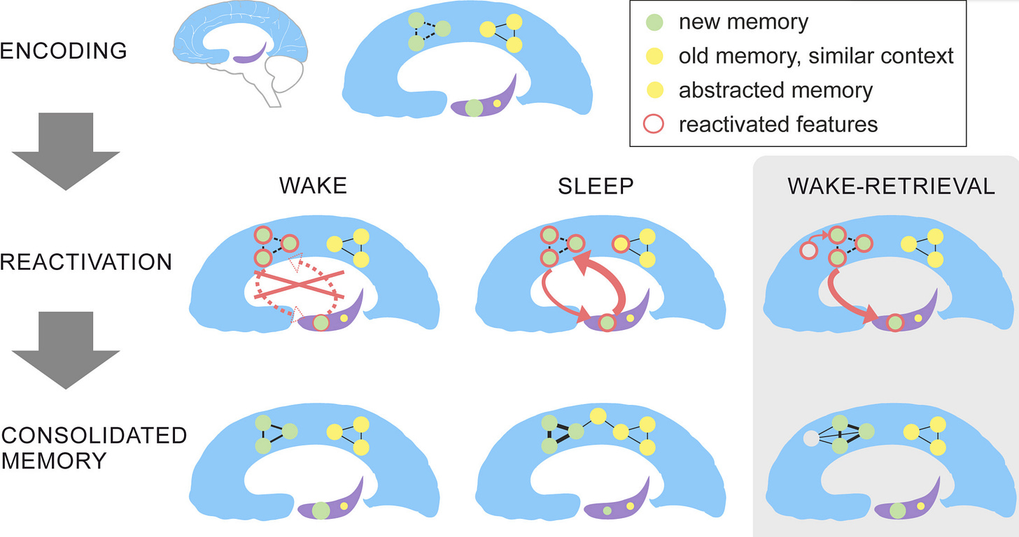 Overnight Insight: How Sleep Doubles Your Problem-Solving Power