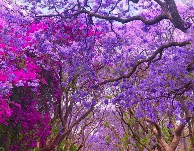 THE MAGICAL JACARANDA TREE - SHAMAGIKA SPEAKS