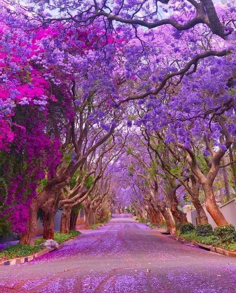 THE MAGICAL JACARANDA TREE - SHAMAGIKA SPEAKS