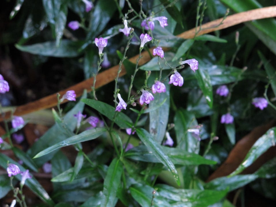 Taking a closer look at "bush" plant medicine.