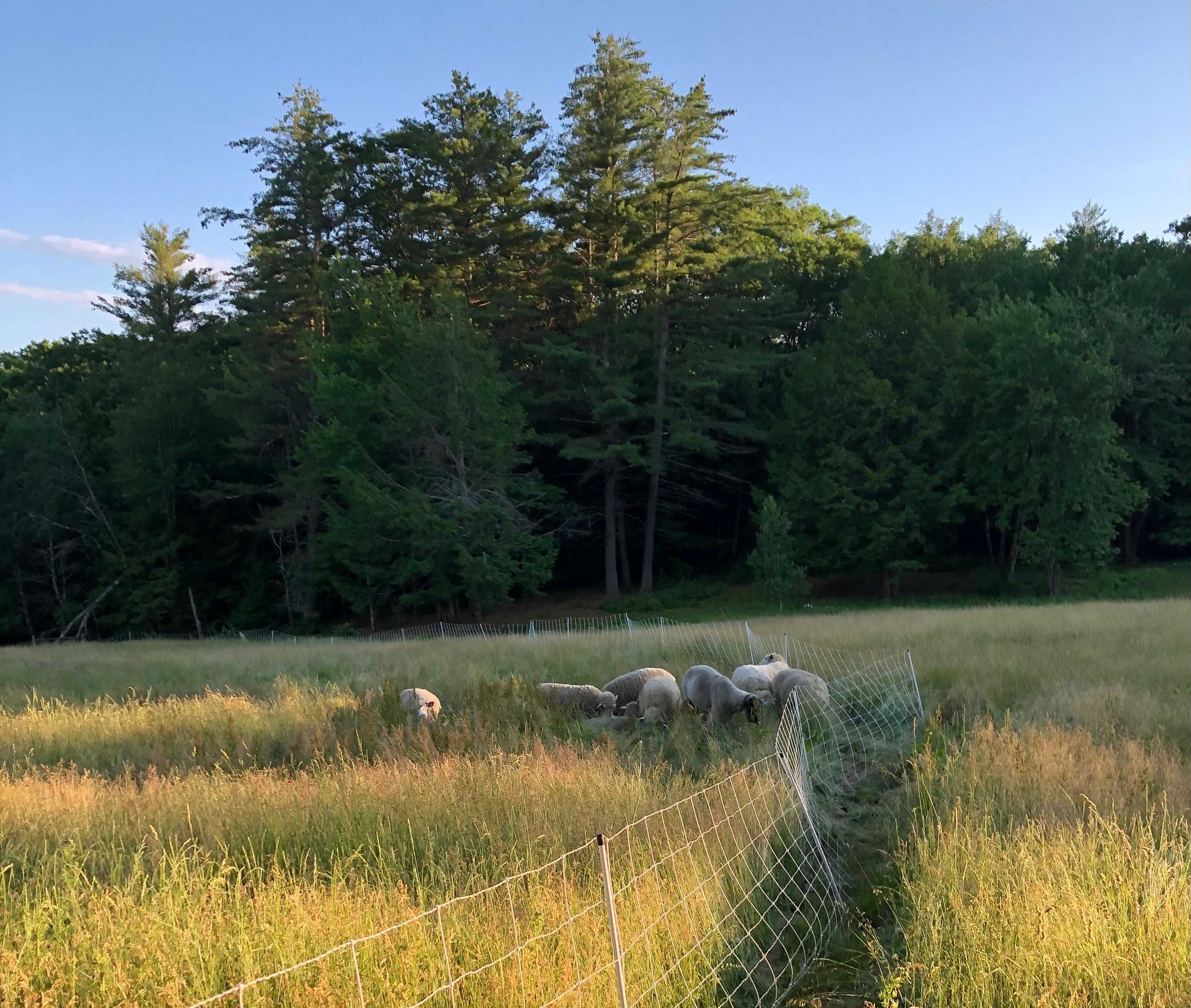 Grazing Types 101 - by Paul & Abby Avery - Flock to Forest