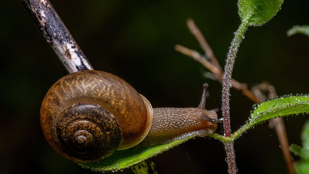 The Sound of a Wild Snail Eating