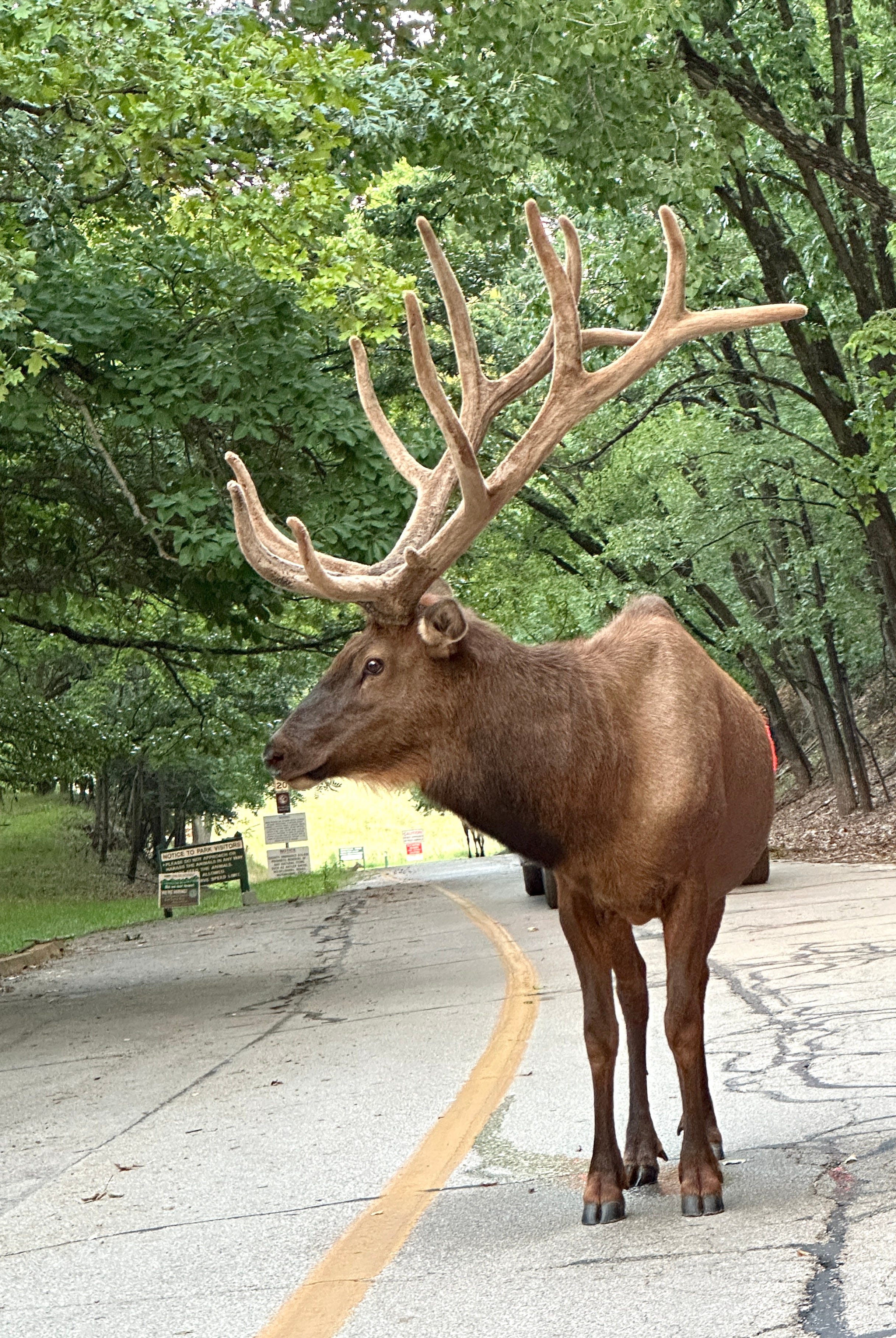 How a single animal changed history: The history of Lone Elk Park in St ...
