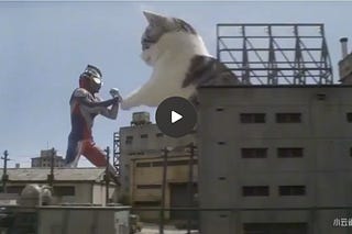 bad cattitude | el gato malo | Substack