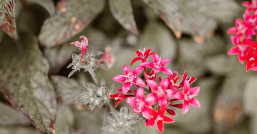 COFFEE + CRUMBS | Substack