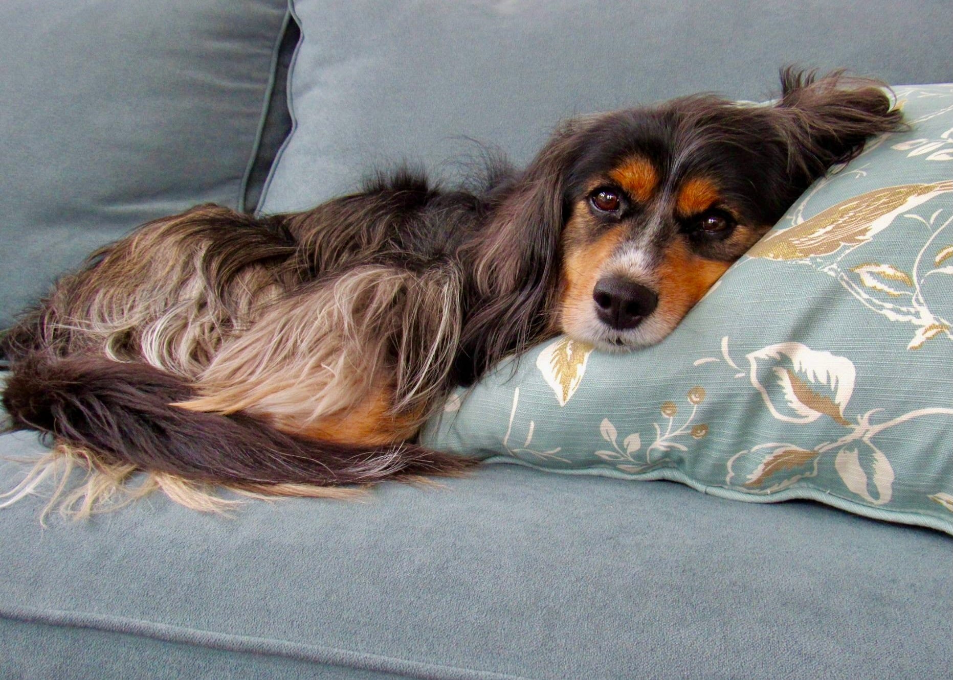 Two Dogs and a Skunk Walk Into a Yard - by Connie Schultz
