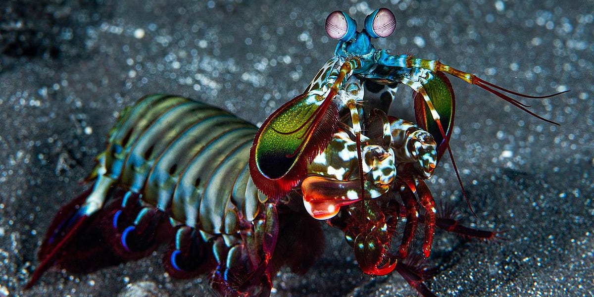 mantis shrimp bite