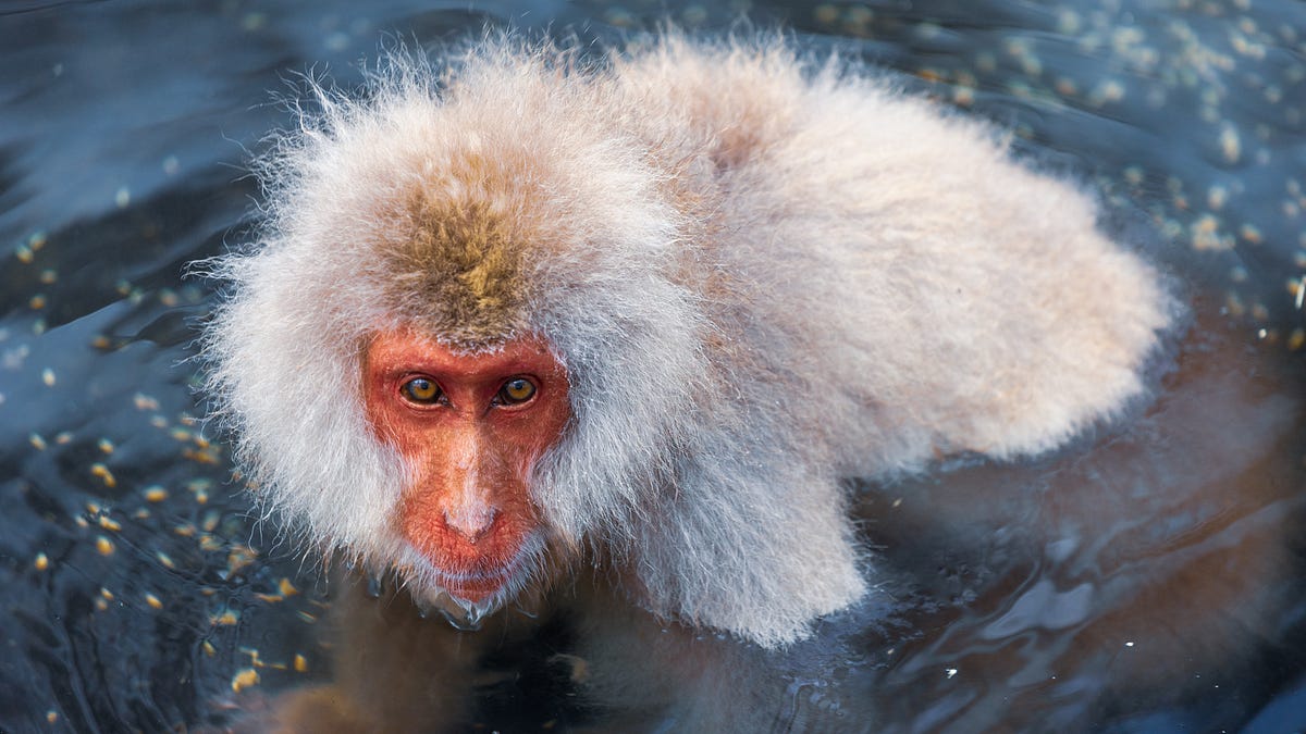 Shibu Onsen and the Snow Monkeys of Nagano - by Burcu Basar