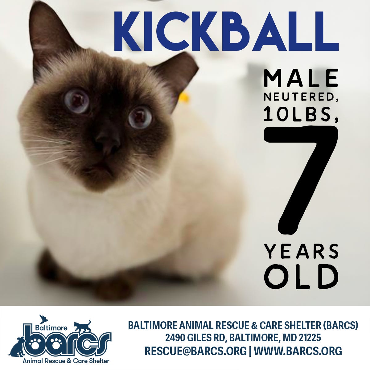 7 year old, healthy siamese mix in need - BARCS, Baltimore MD