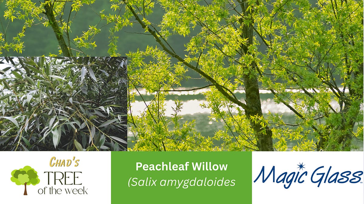 peach leaf willow native range