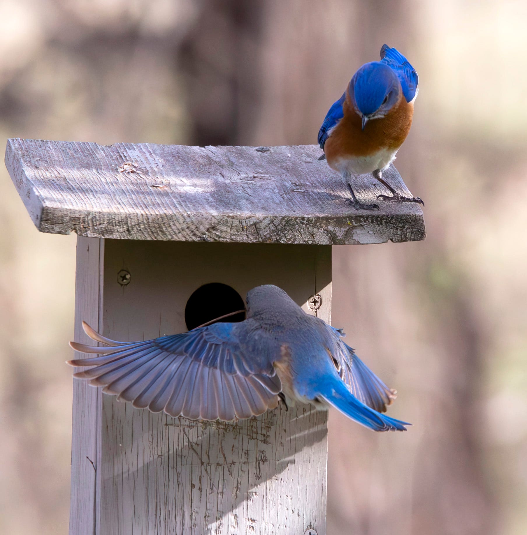 How Close to Put Mealworms to Bluebird House Safely