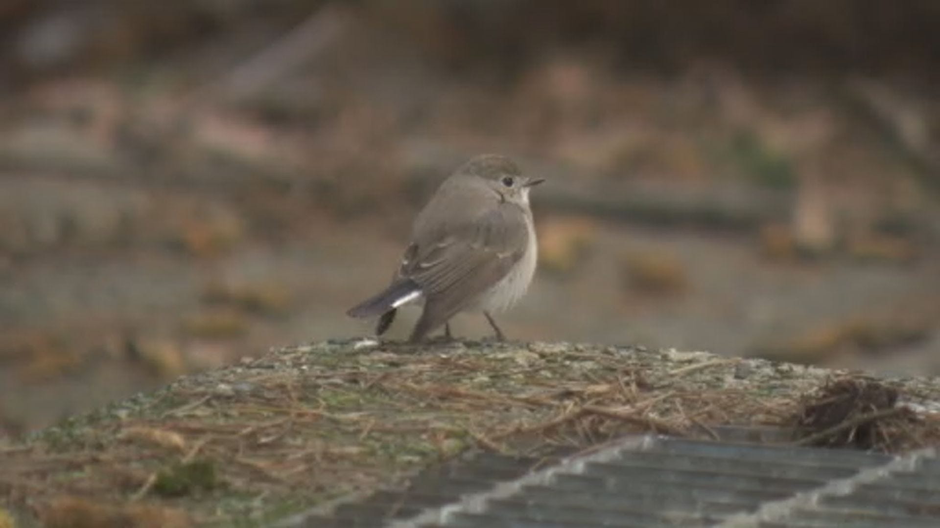 Canada Brief: Carney announces fresh aid for Ukraine