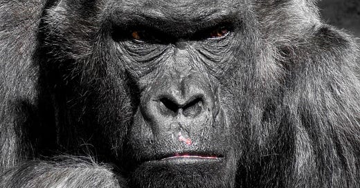 Beeli Capital | Andrew Beeli | Substack