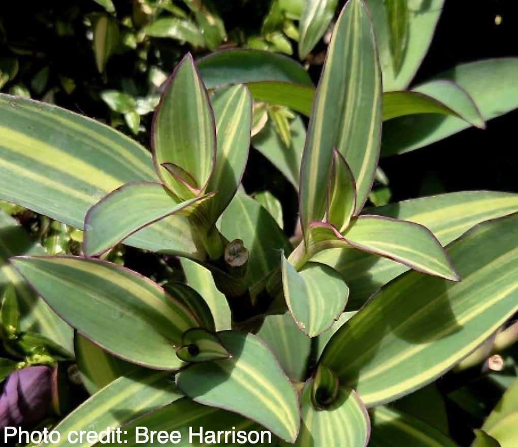 New Cultivars You Probably Haven’t Heard Of