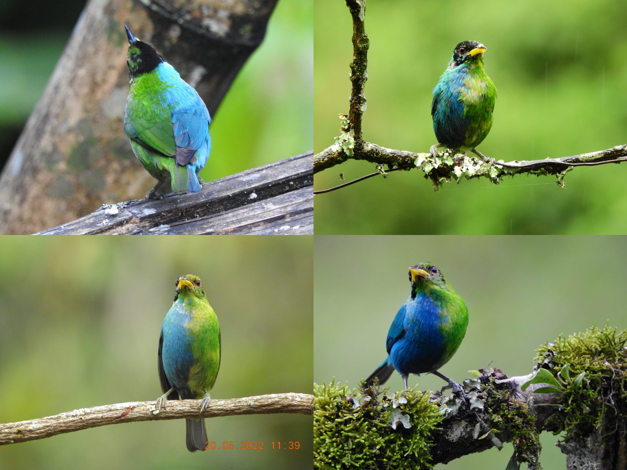 Meet These Beautiful Gender-Defying Birds