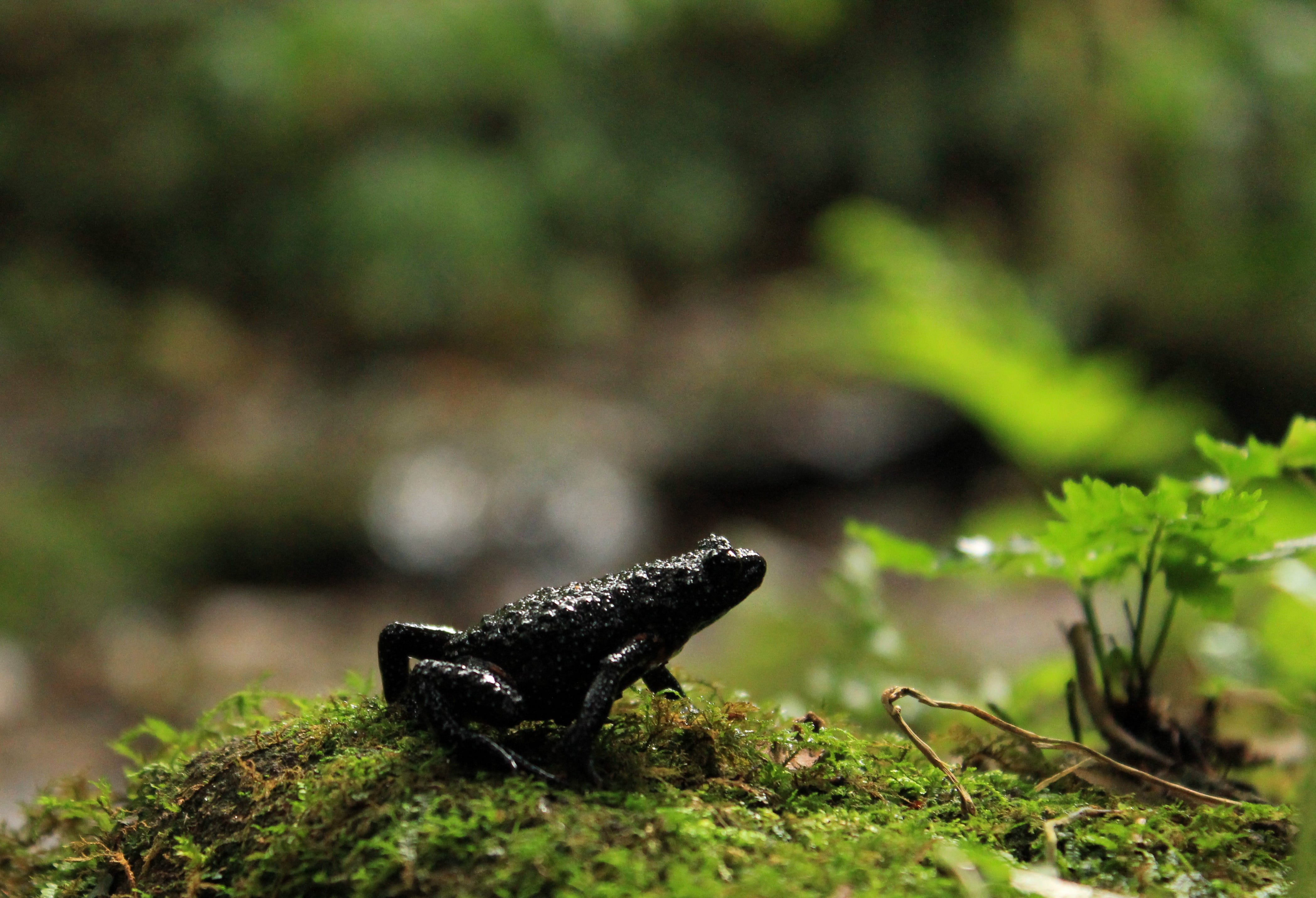 Photography Tourism Threatens India's Rare, Star-Spangled Galaxy Frog