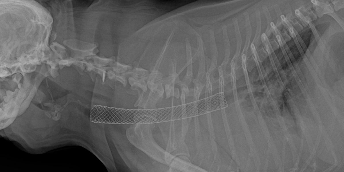 Colocación de un stent traqueal en un perro con colapso traqueal