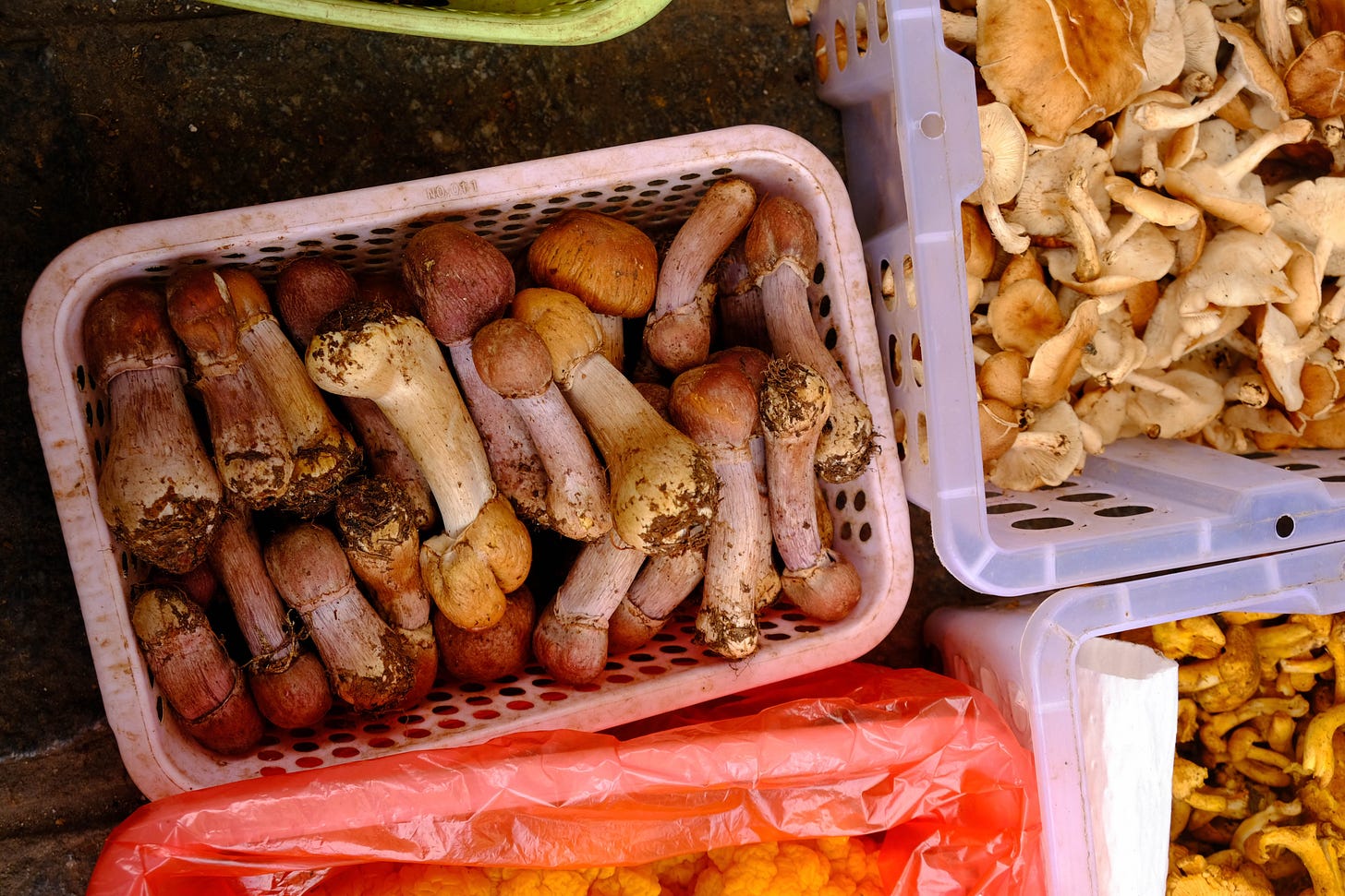 Guide to Yunnan's edible wild mushrooms, summer 2024