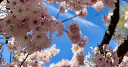 It’s me, Rachel Belle! | Substack