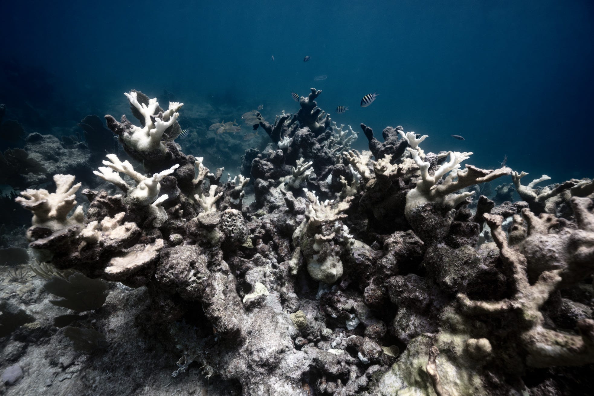 Dry Tortugas National Park's Corals "Functionally Extinct" Due to ...