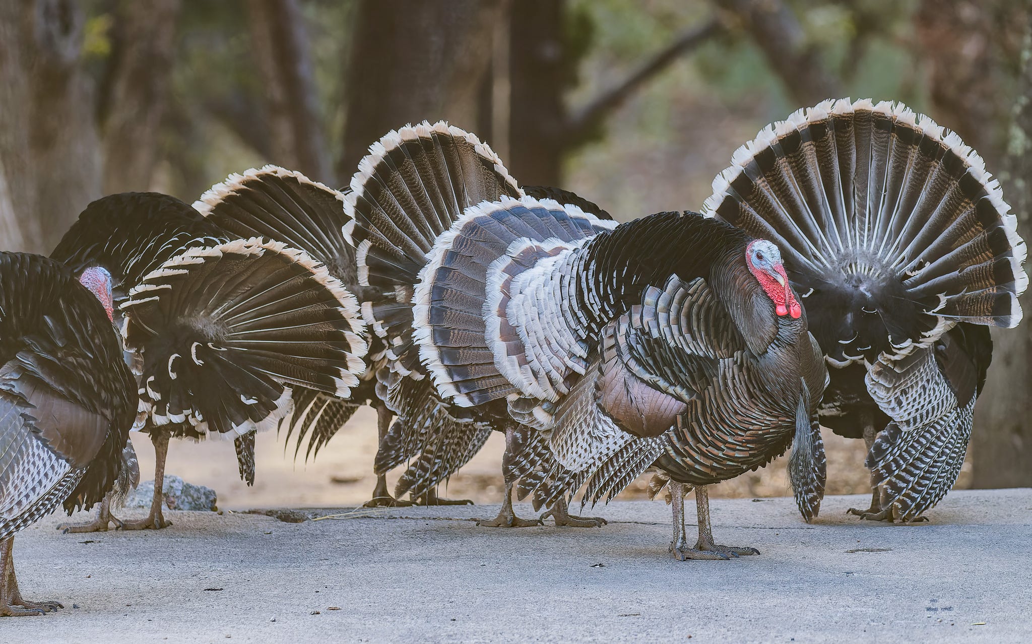 Birding Tip: Contribute to Project FeederWatch
