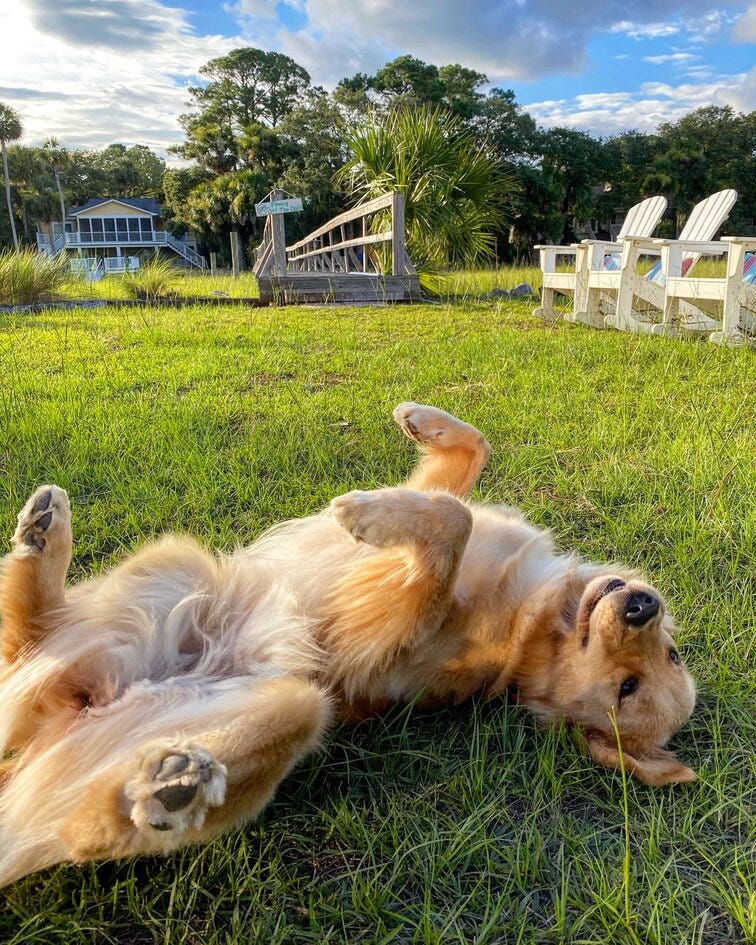 The difference a dog makes - by Terrell Johnson