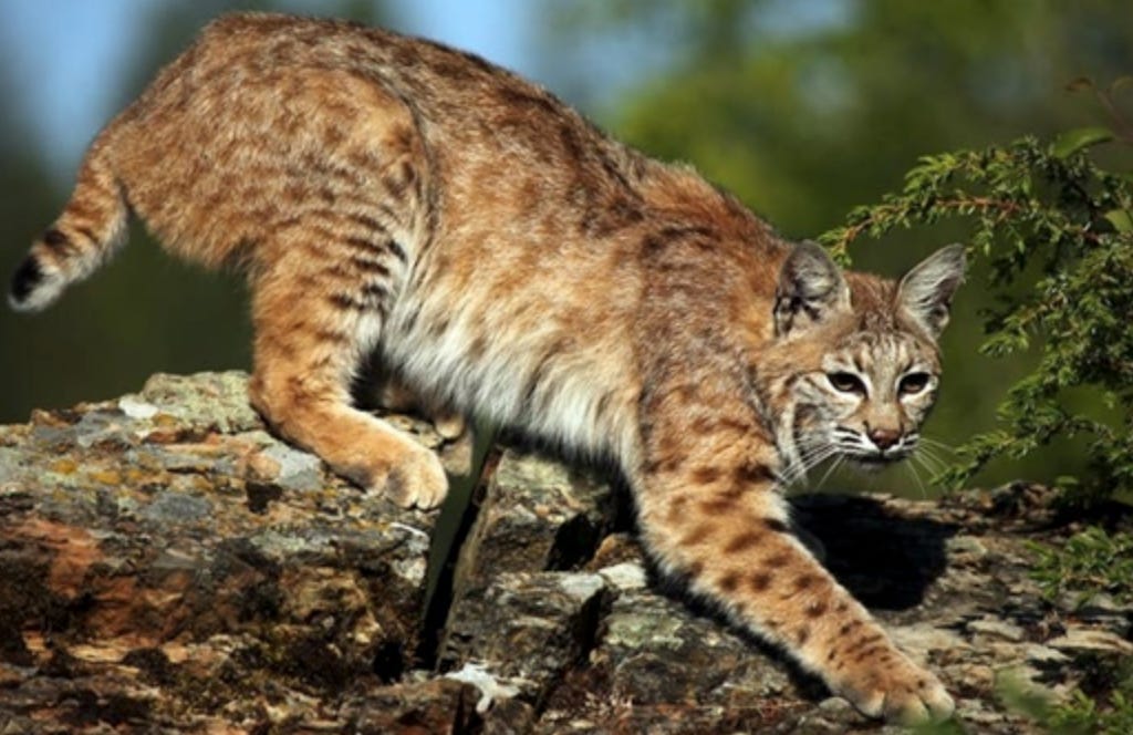 Episode 4. How Charlotte Became the Bobcats.