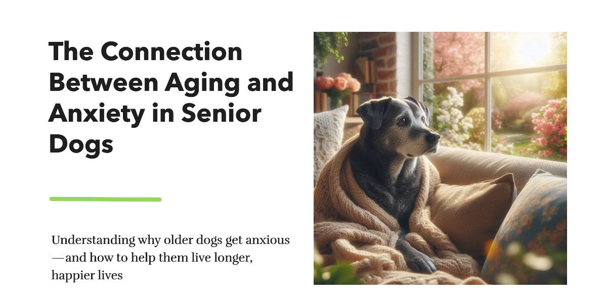 The Connection Between Aging and Anxiety in Senior Dogs
