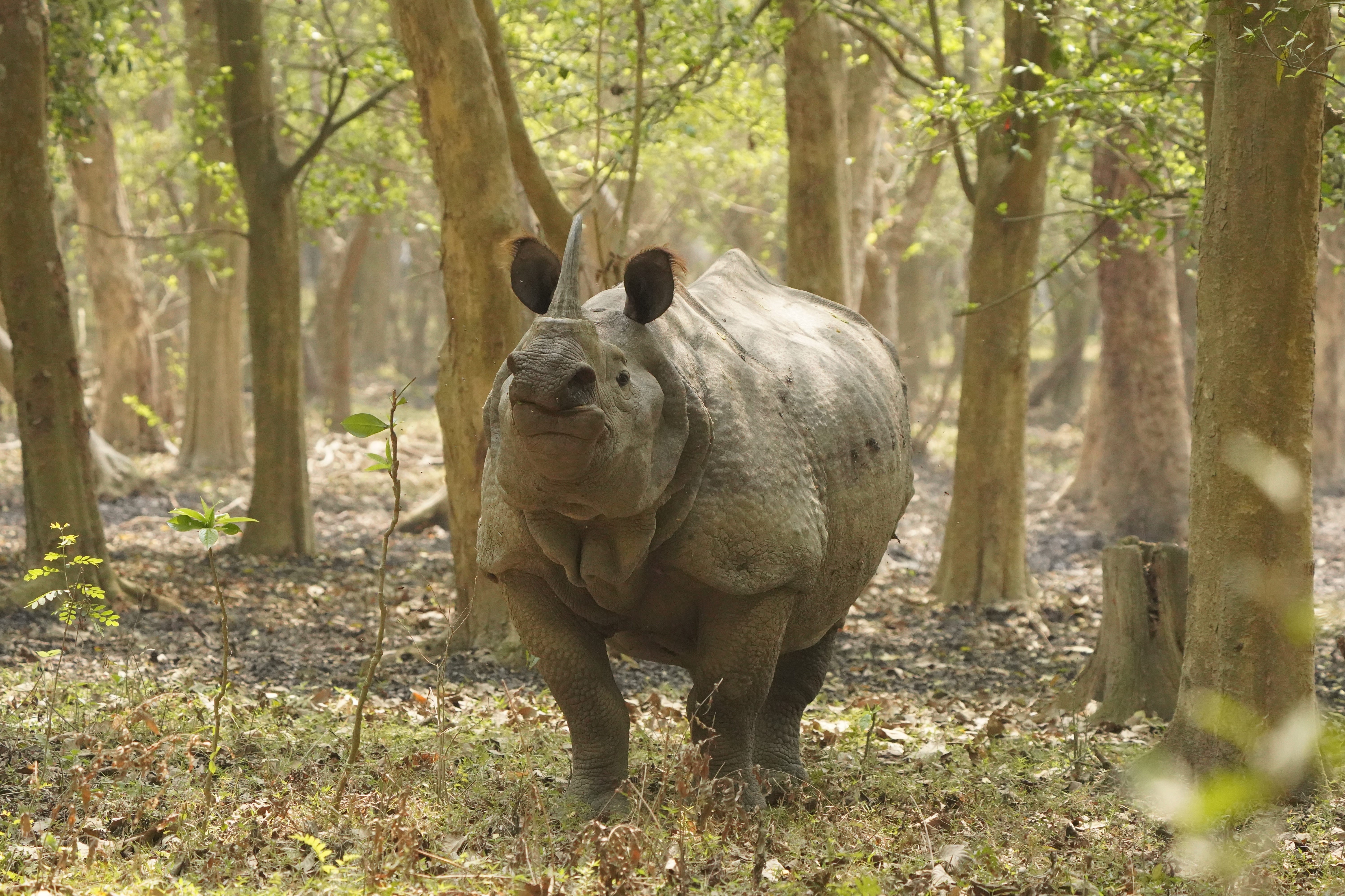 World Rhino day 2025 - by Dr. Deba Kumar Dutta