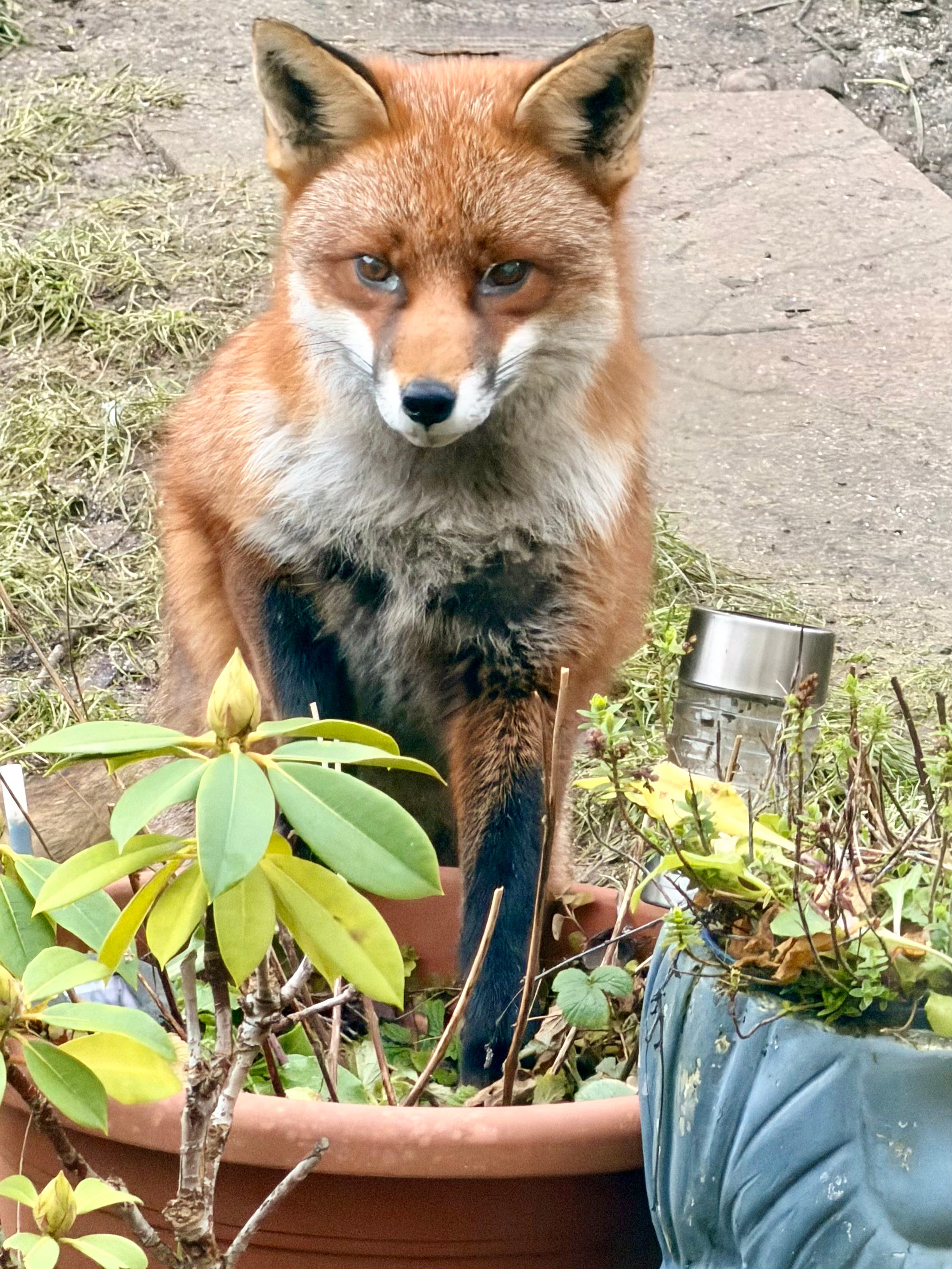 Rebecca Bradley (@rebeccabradley): "Today’s beautiful visitor raiding ...