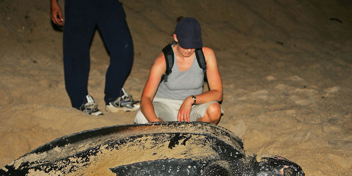 largest leatherback turtle ever found
