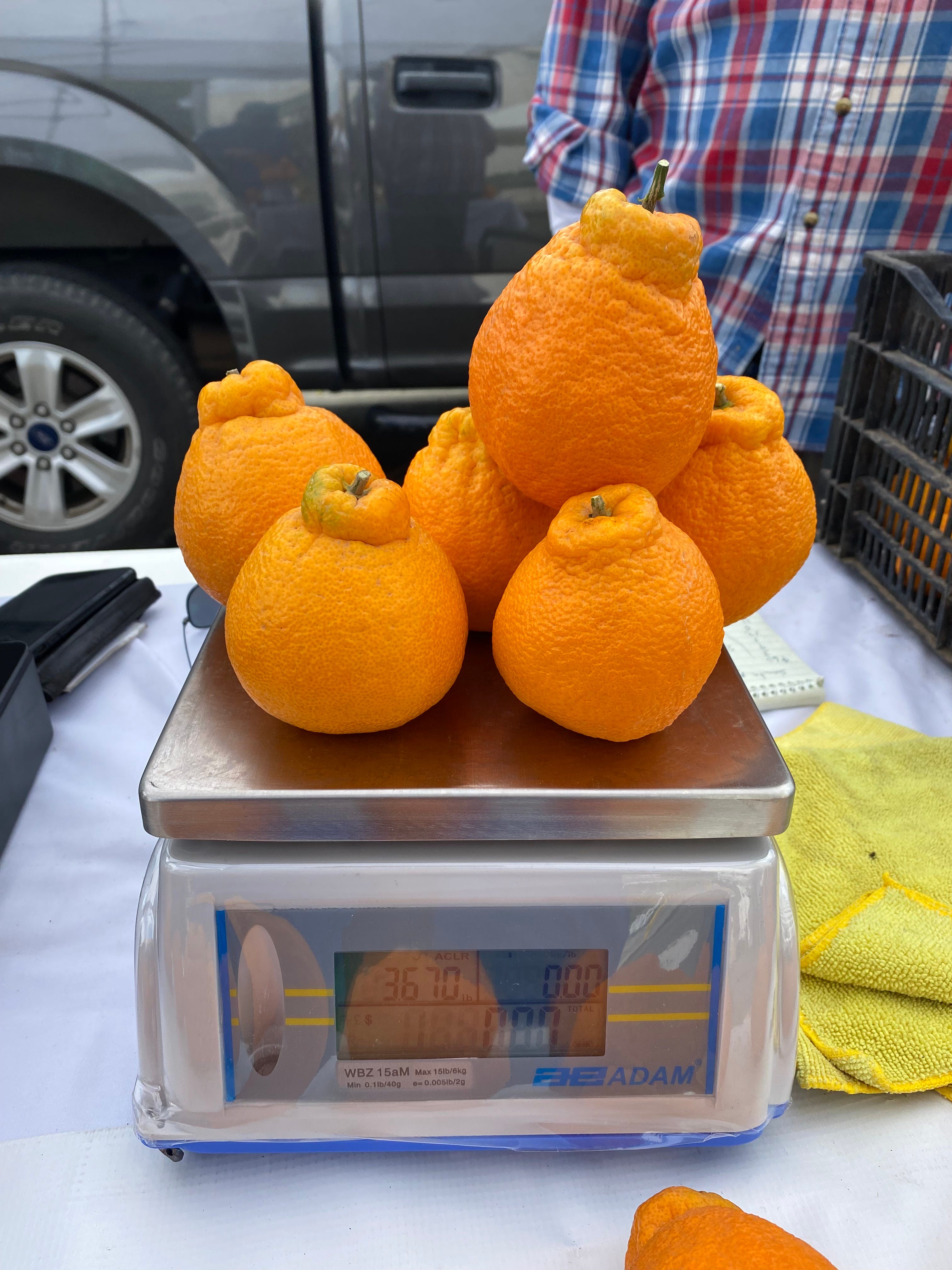 A Mandarin for All Microseasons - by Gillian Ferguson