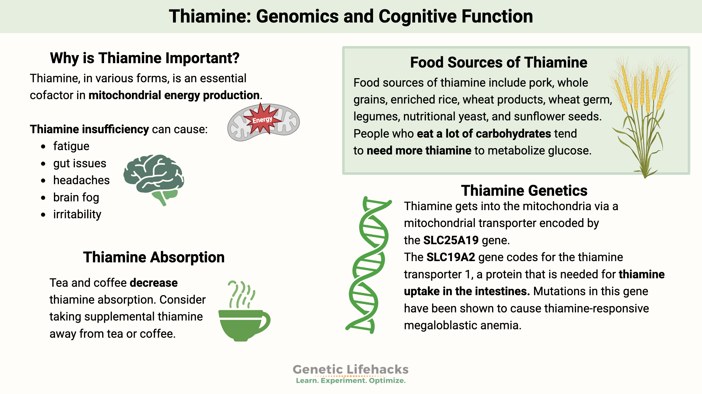 Thiamine for IBS & Constipation: A tale of genetic solutions